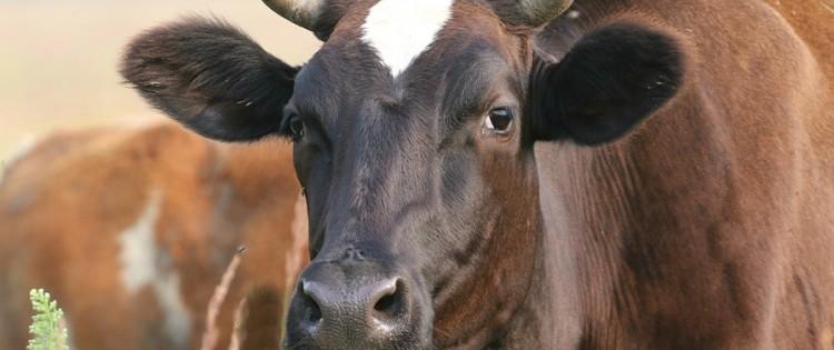 Les vaches marron produisent du lait au chocolat