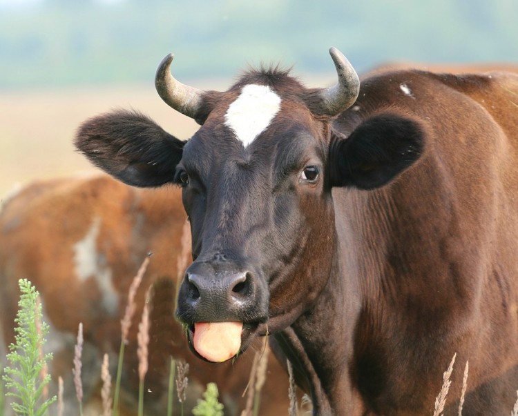 Les vaches marron produisent du lait au chocolat